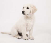 GOLDEN RETRIEVER características, tipos y cuidados | Razas de perros