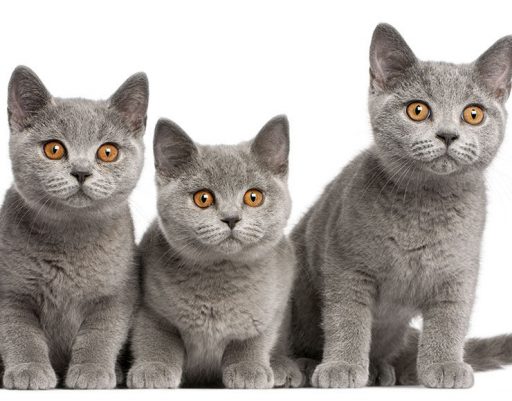 Gatos pequeños Petdarling