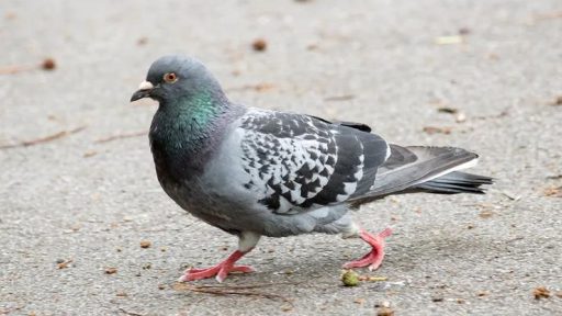 Las palomas, unas de las aves más comunes en todas las urbes. Petdarling