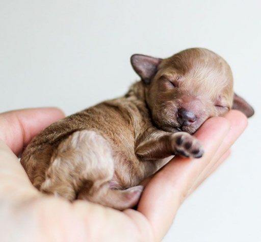 Cachorros: imágenes de perritos, cómo son, cuidados Petdarling