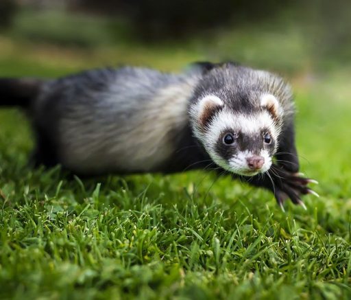 Todo sobre Hurones: tipos, cuidados, alimentación