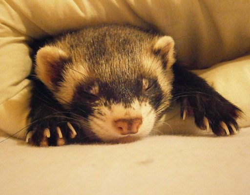 Todo sobre Hurones: tipos, cuidados, alimentación