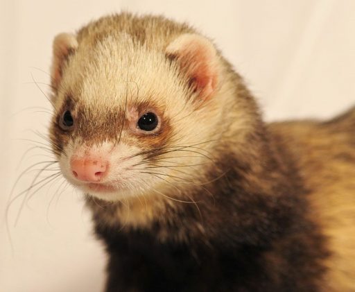 Todo sobre Hurones: tipos, cuidados, alimentación