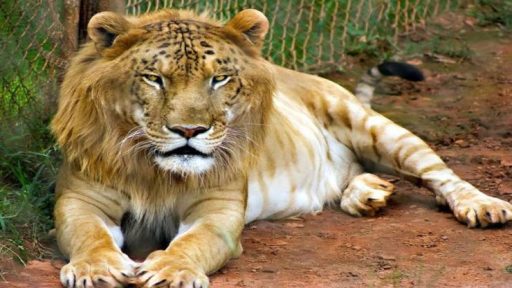 El tigon, un felino que desafía las leyes de la naturaleza