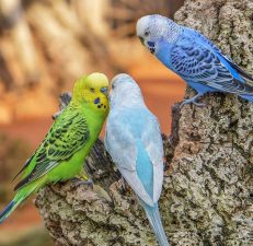 Guía sobre PERIQUITOS (Tipos, colores, cuidados, cría)