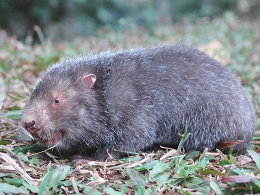 Ratas gigantes: las 6 especies más grandes del mundo