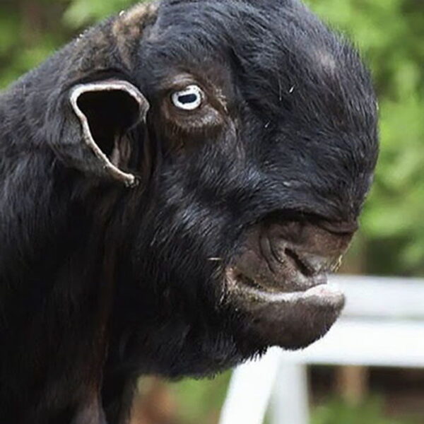 CABRAS | Toda la información (razas, colores, qué comen, cuidados)